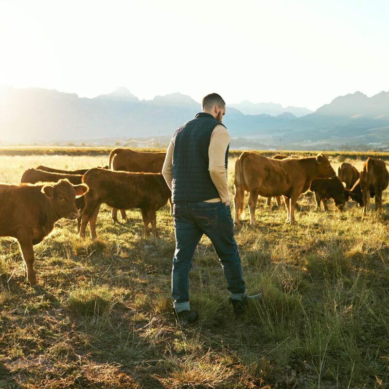 CC Packing – Distributor of local and worldwide meats